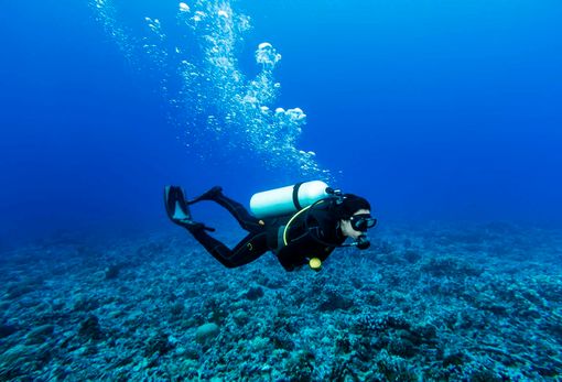 Bohol Diving | Original Diving