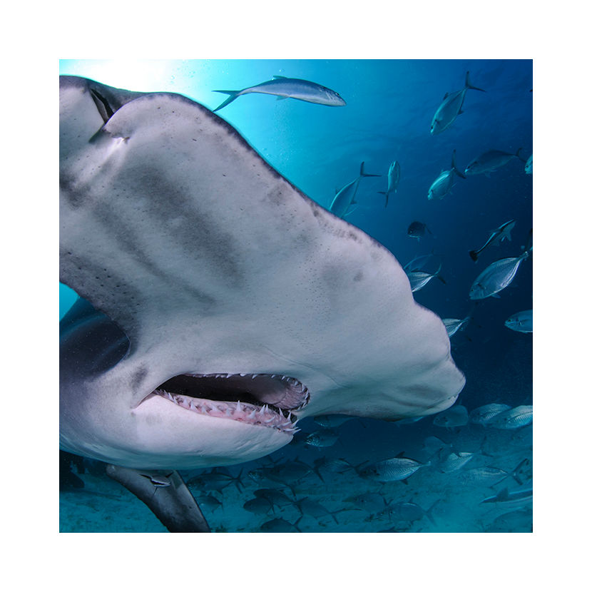 Diving with Hammerhead Sharks | Original Diving
