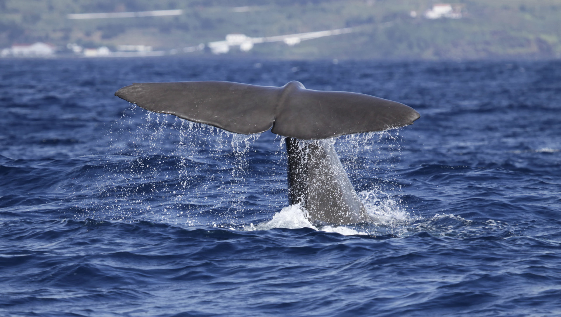 The Azores: A Magnet for Marine Life - Original Diving Blog