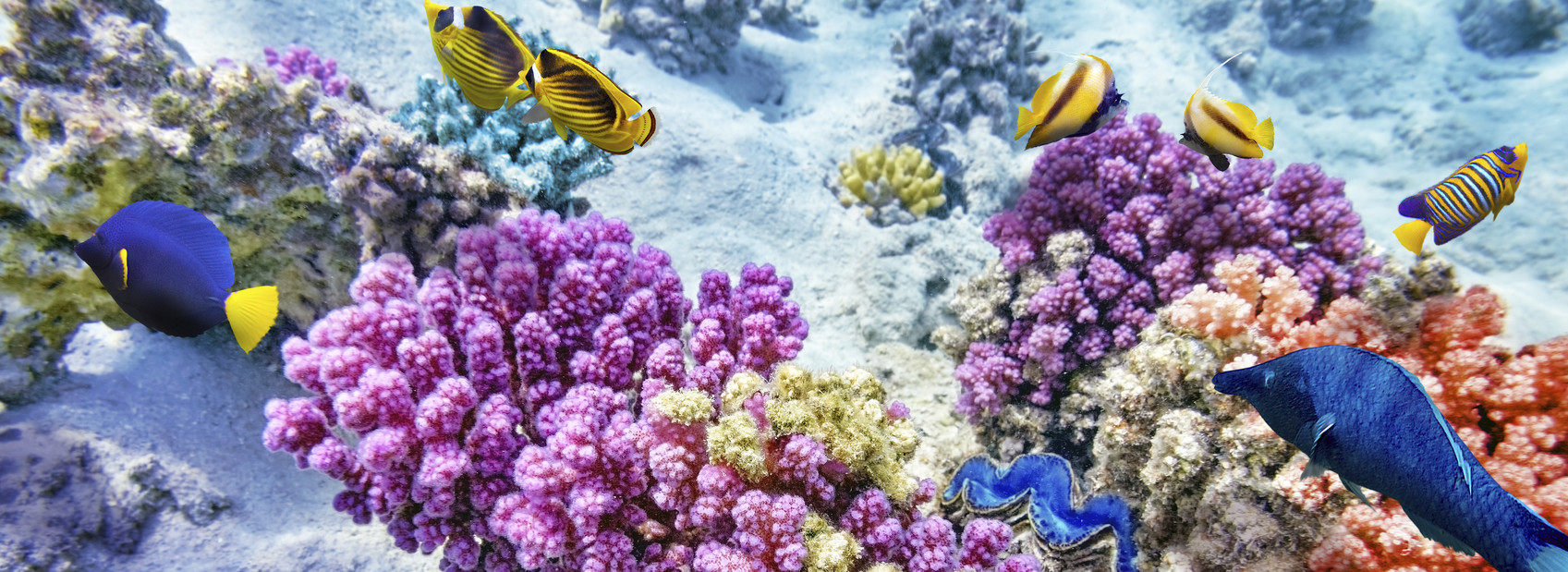 Top spots for marine life in the Philippines | Original Diving Blog