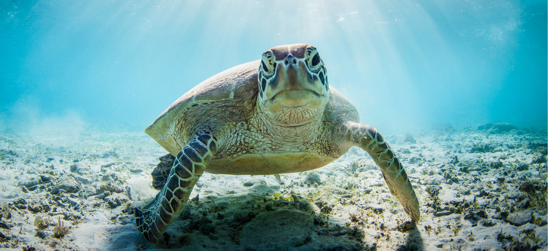 Best Places to Swim and Dive with Turtles | Original Diving Blog