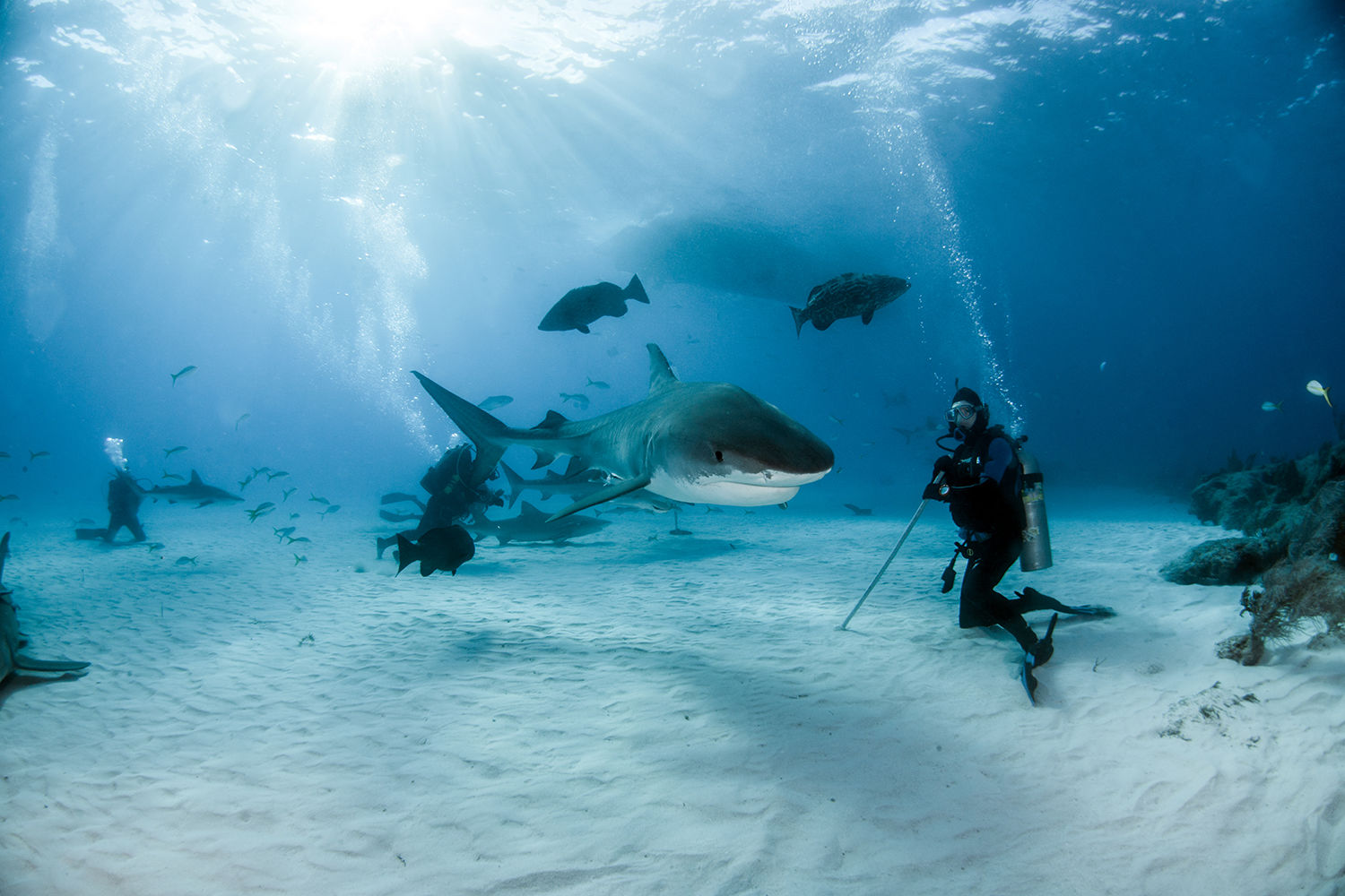 Epic Shark Diving in the Bahamas | Original Diving