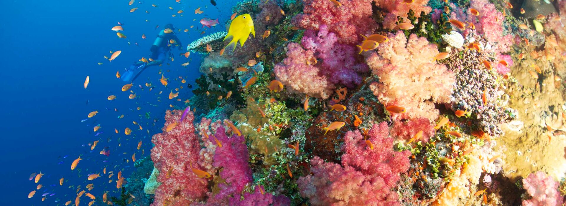 The Best Coral Diving in the World