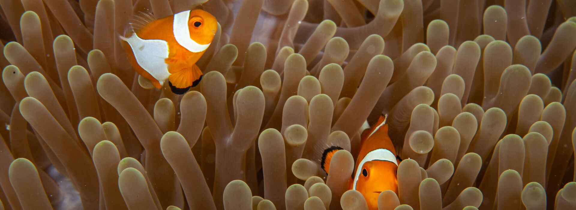 Underwater Symbiotic Relationships - Original Diving Blog