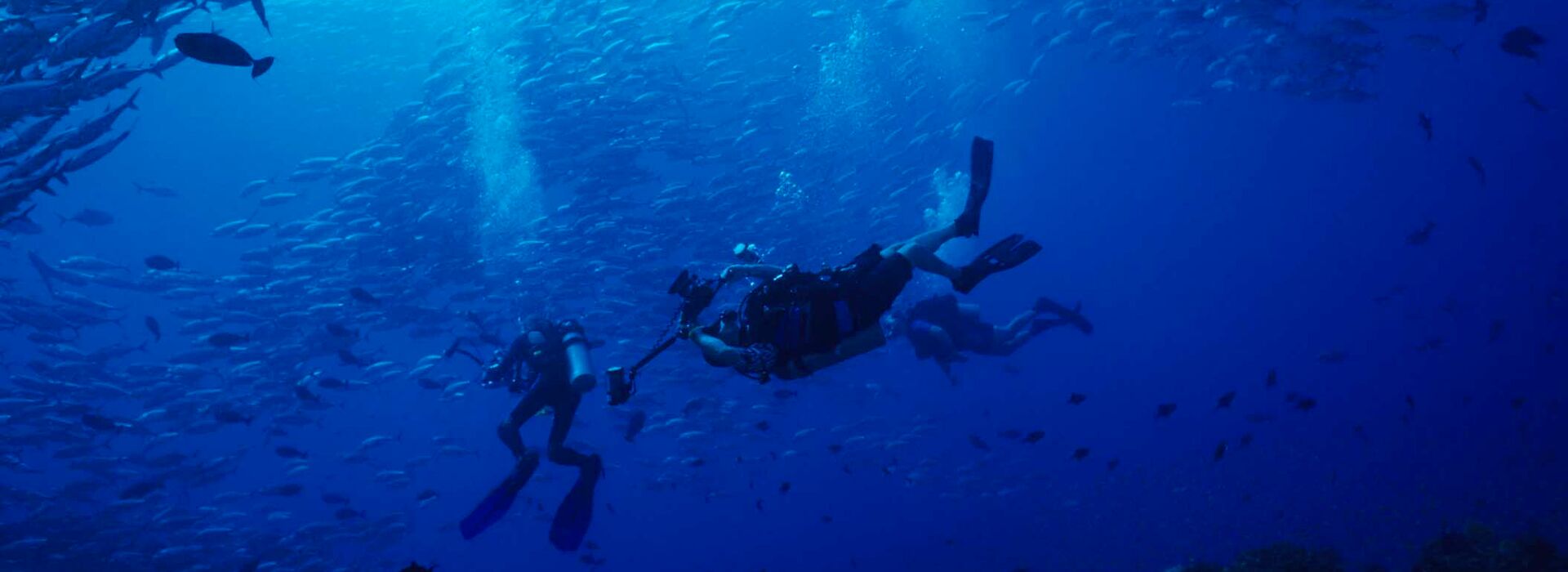 Best Diving in the Indian Ocean - Original Diving