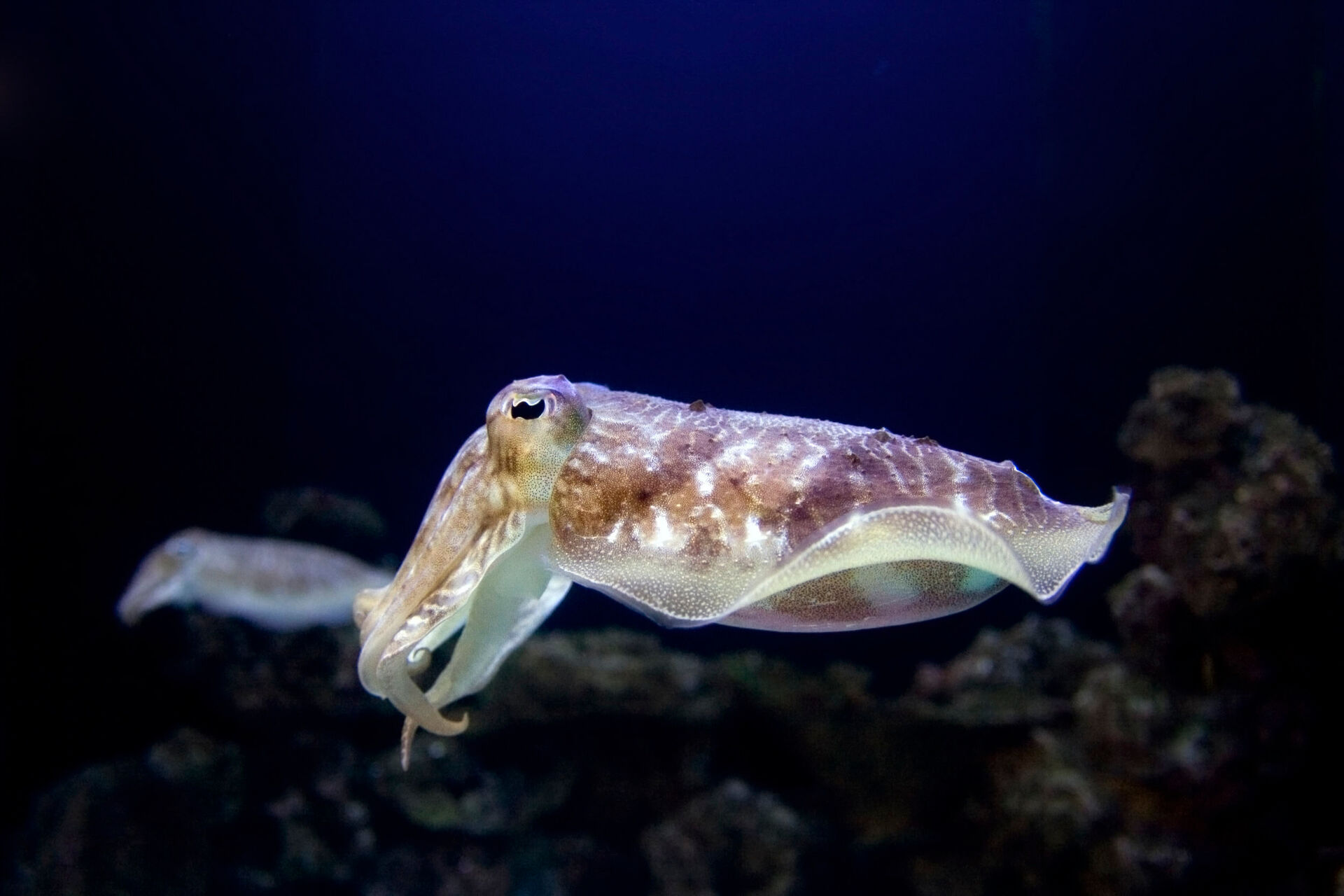 Top Ten Cuttlefish Facts | Original Diving