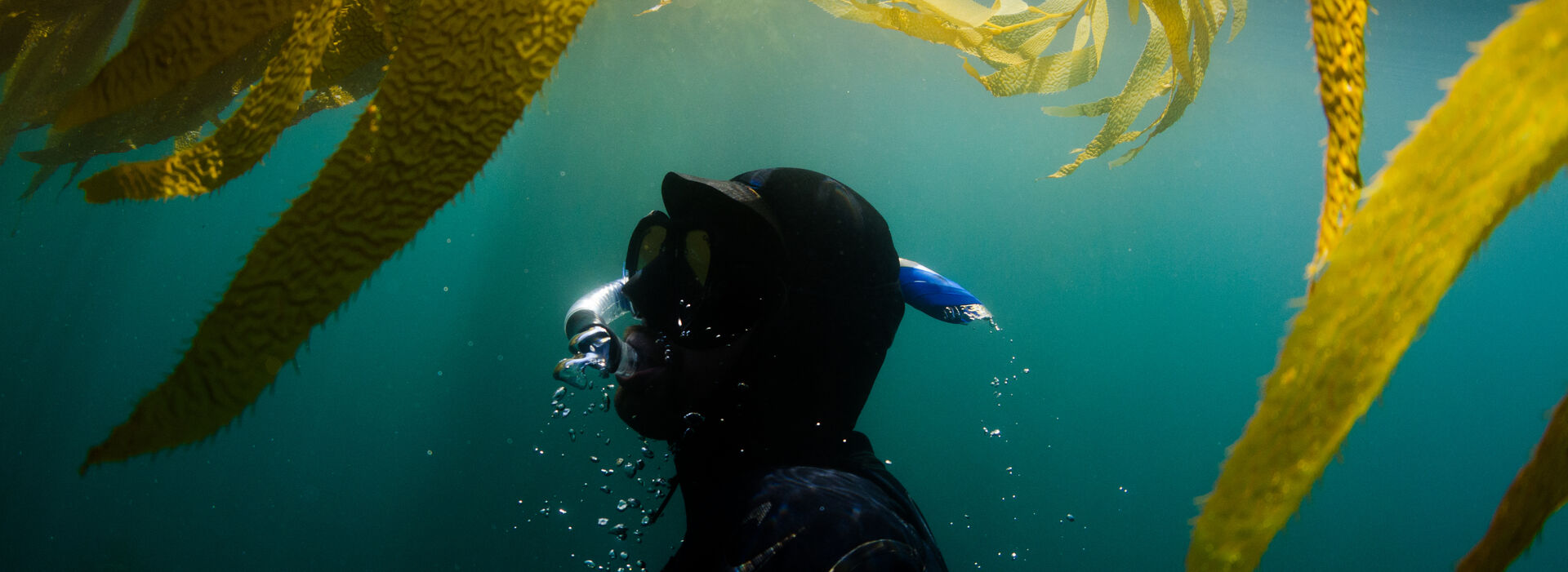 Top Ten Seaweed Facts | Original Diving