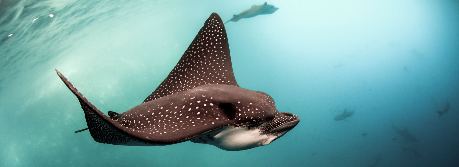 Top Ten Eagle Ray Facts | Original Diving