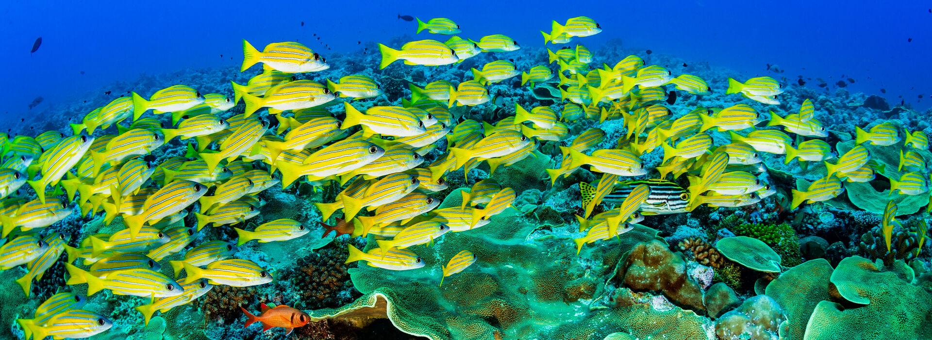 Top Ten Snapper Facts | Original Diving