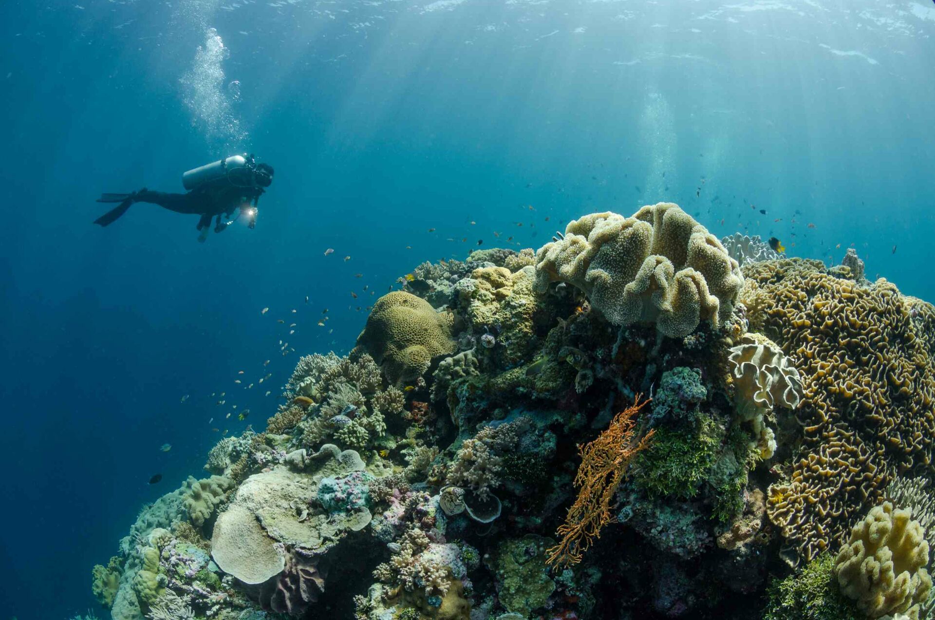 Drift Diving: Top Tips for Diving in Current | Original Diving