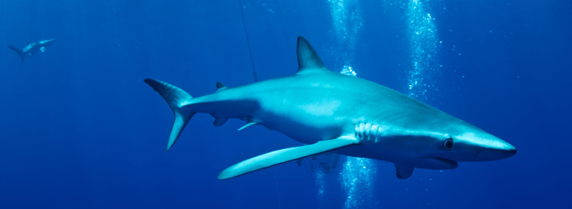 Day Trips to Dive the Offshore Sites in the Azores