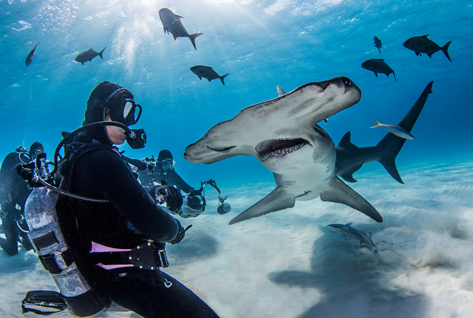 The World’s Best Big Life Diving | Original Diving