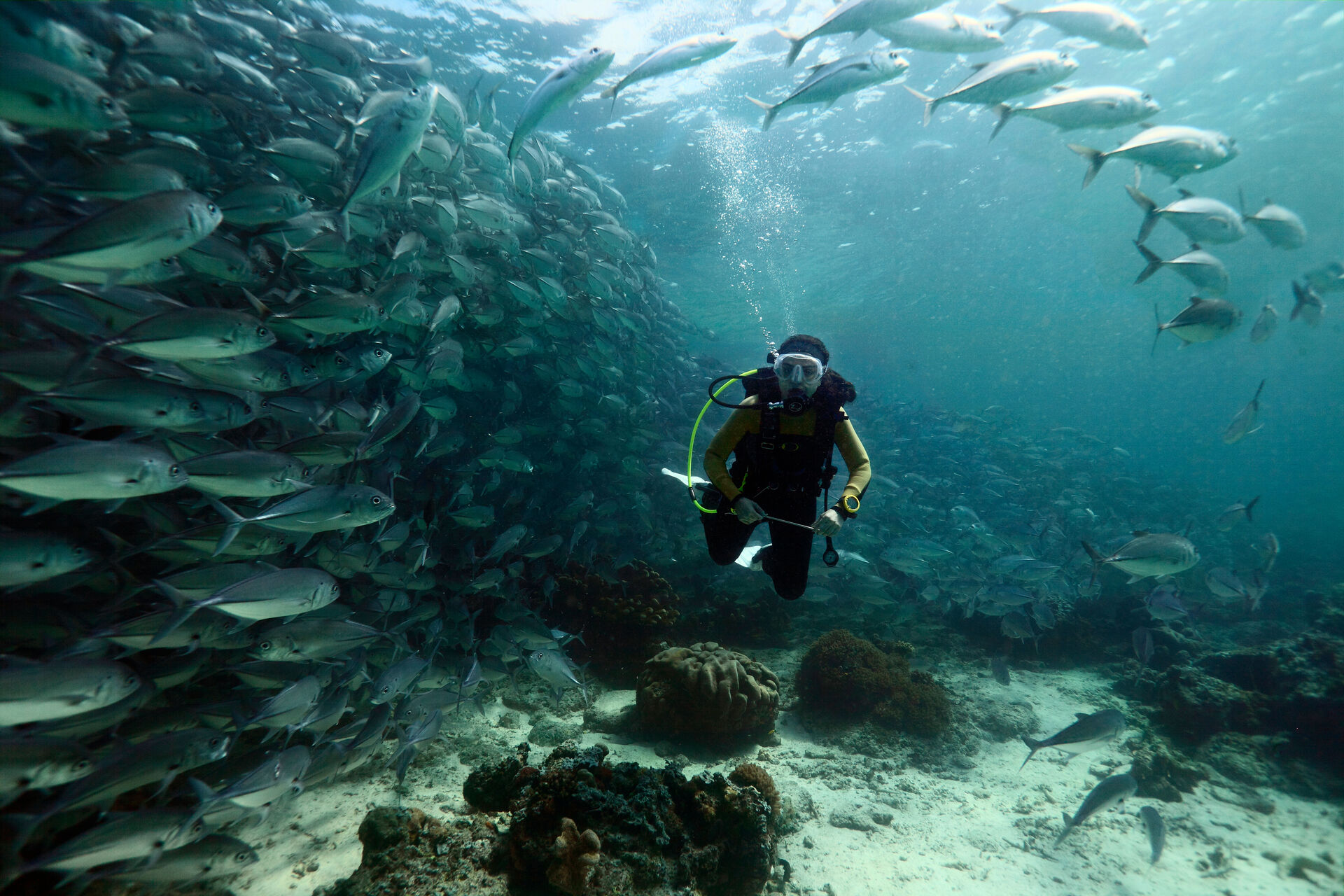 The World's Best Adrenaline Diving | Original Diving