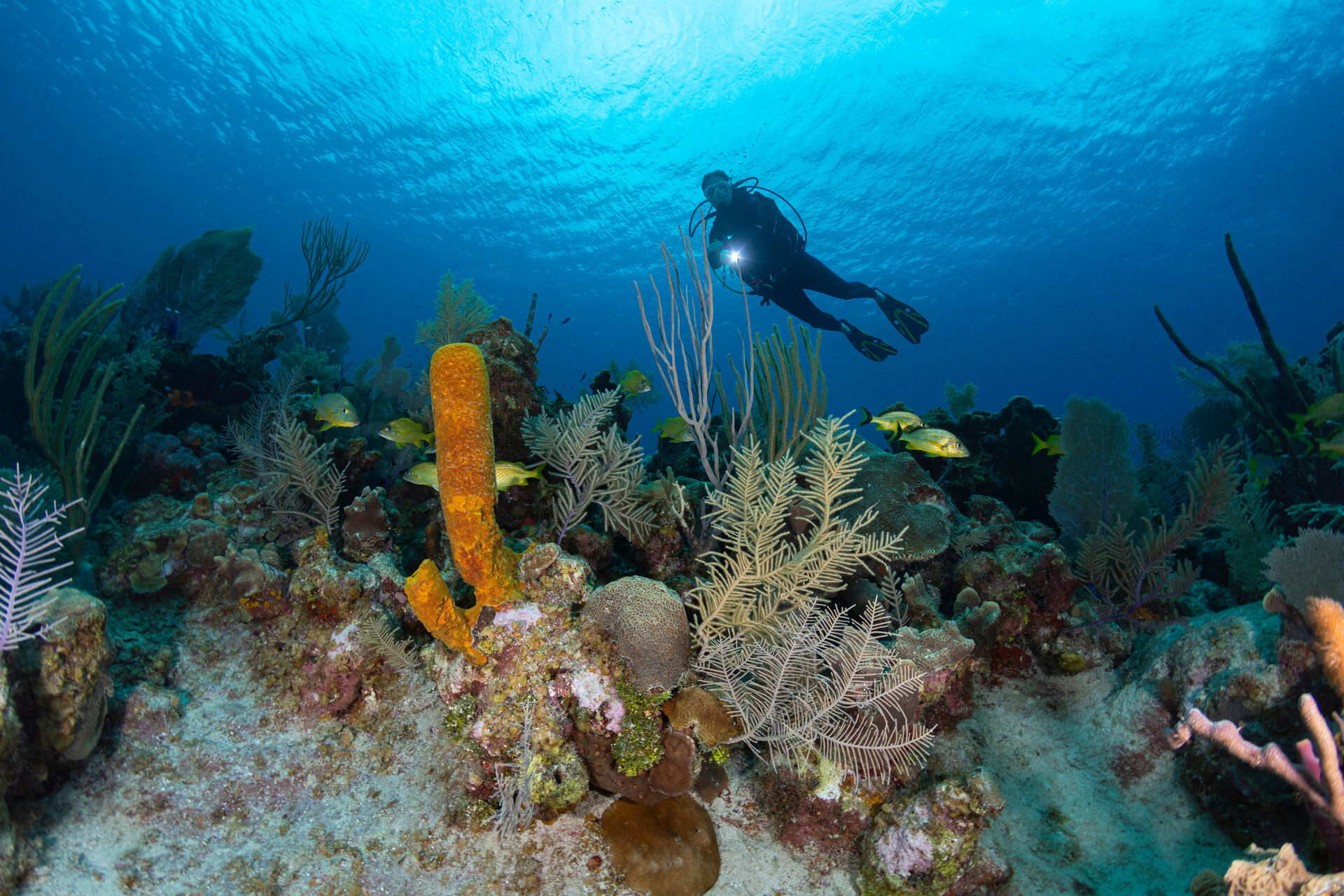 How to Plan a Solo Dive Holiday | Original Diving
