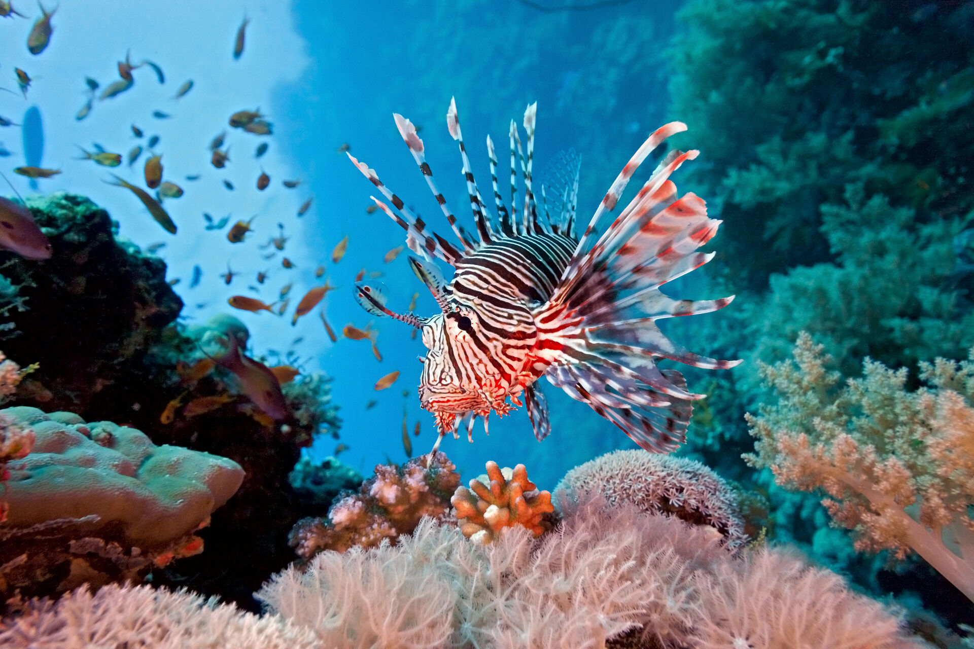 Our Top Ten Lionfish Facts | Original Diving Blog