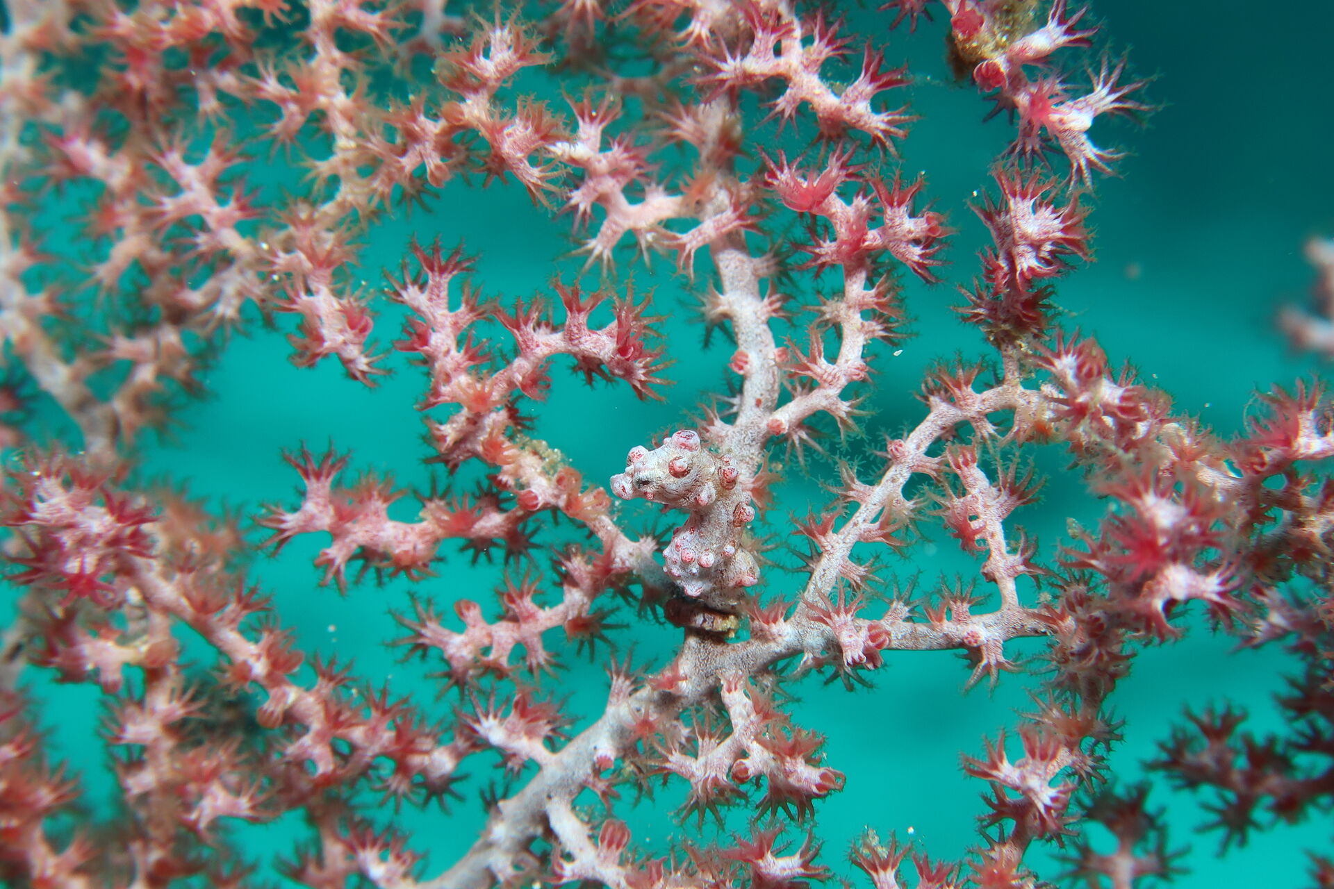 Our Team’s Best Dives | Original Diving