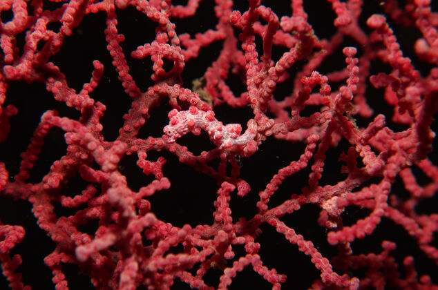 Top Ten Seahorse Facts | Original Diving Blog