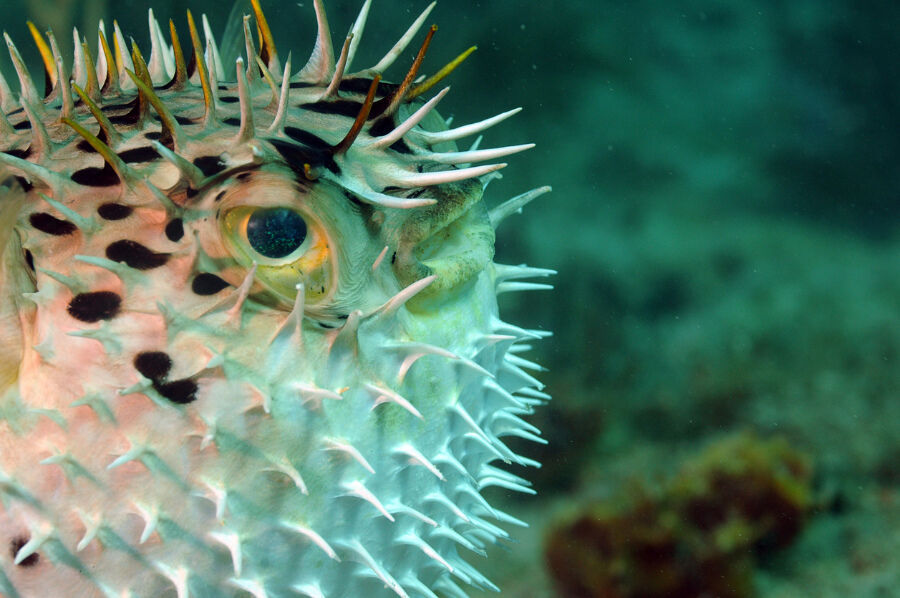 Top Ten Puffer Fish Facts | Original Diving Blog