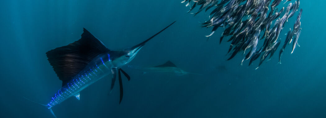 Top Sailfish Facts | Original Diving Blog