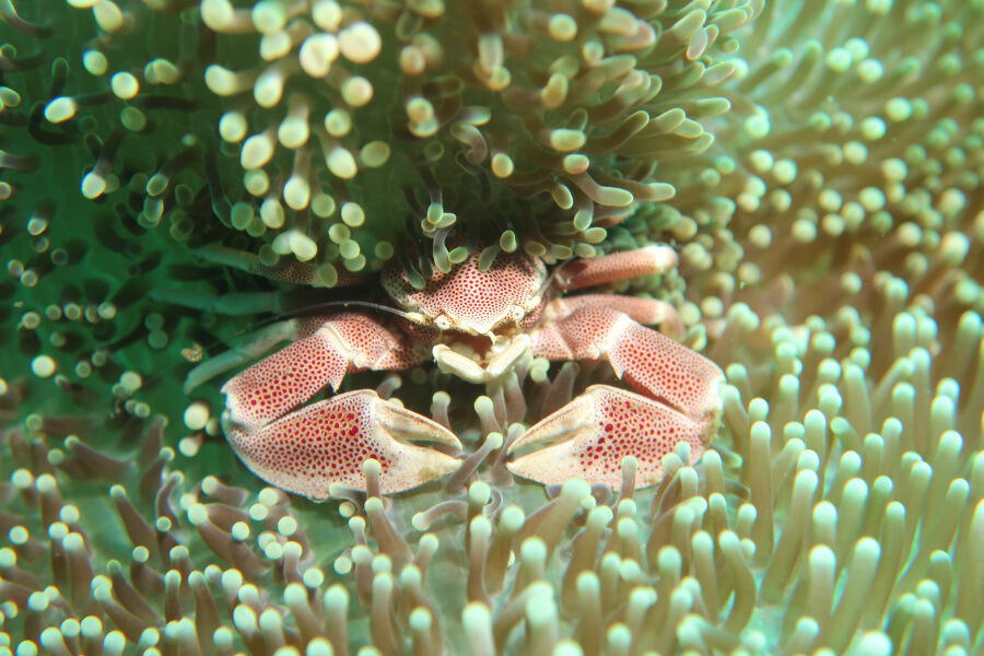 Top Ten Crab Facts | Original Diving Blog