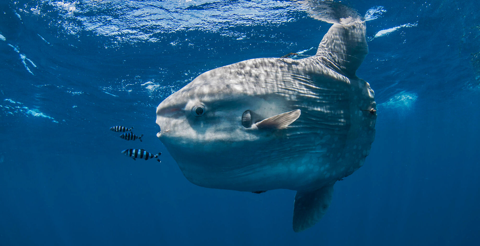 Our Top Ten Mola Mola Facts | Original Diving Blog