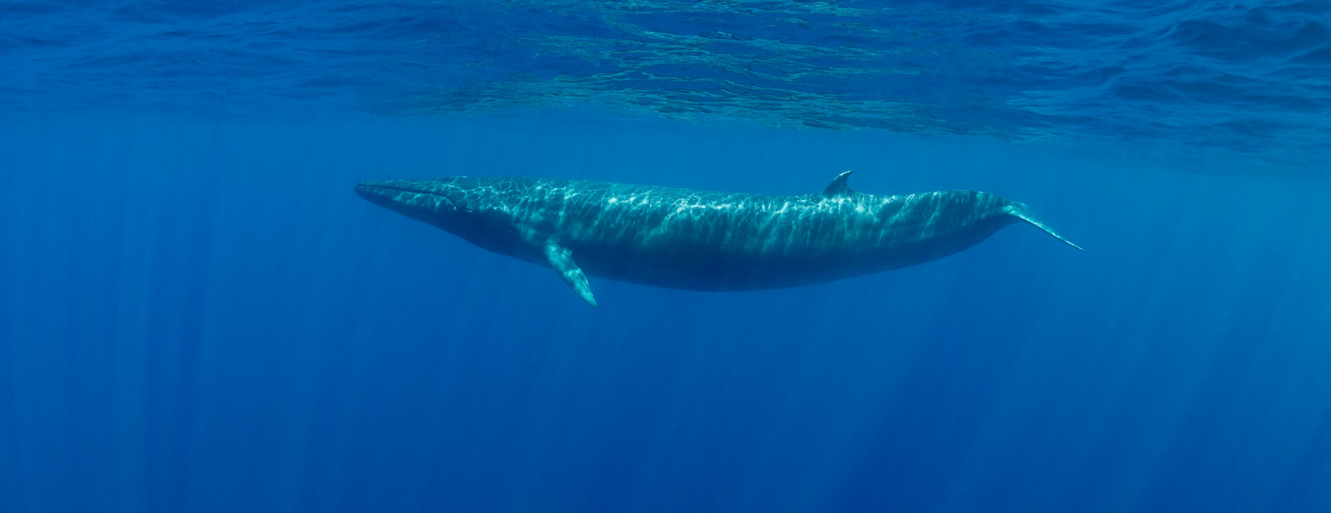 Top Ten Biggest Sea Creatures in the Ocean – Original Diving