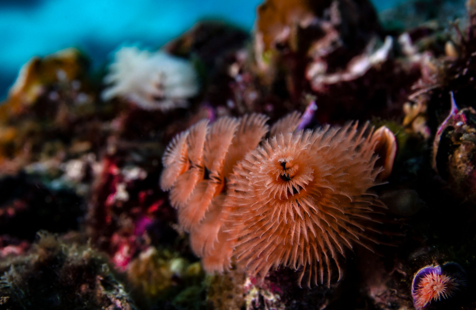 Top Ten Christmas Tree Worm Facts