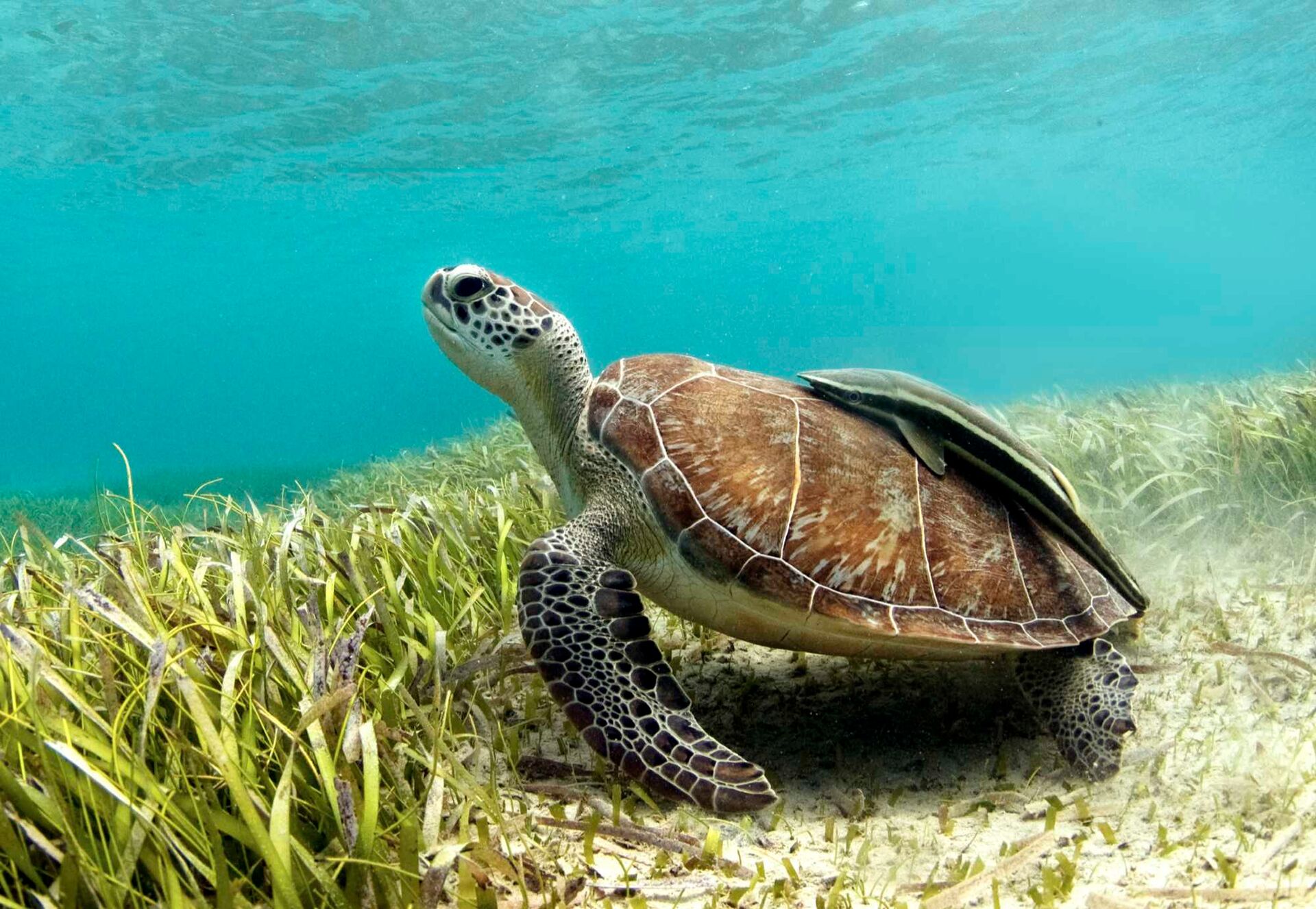 Green Sea Turtles