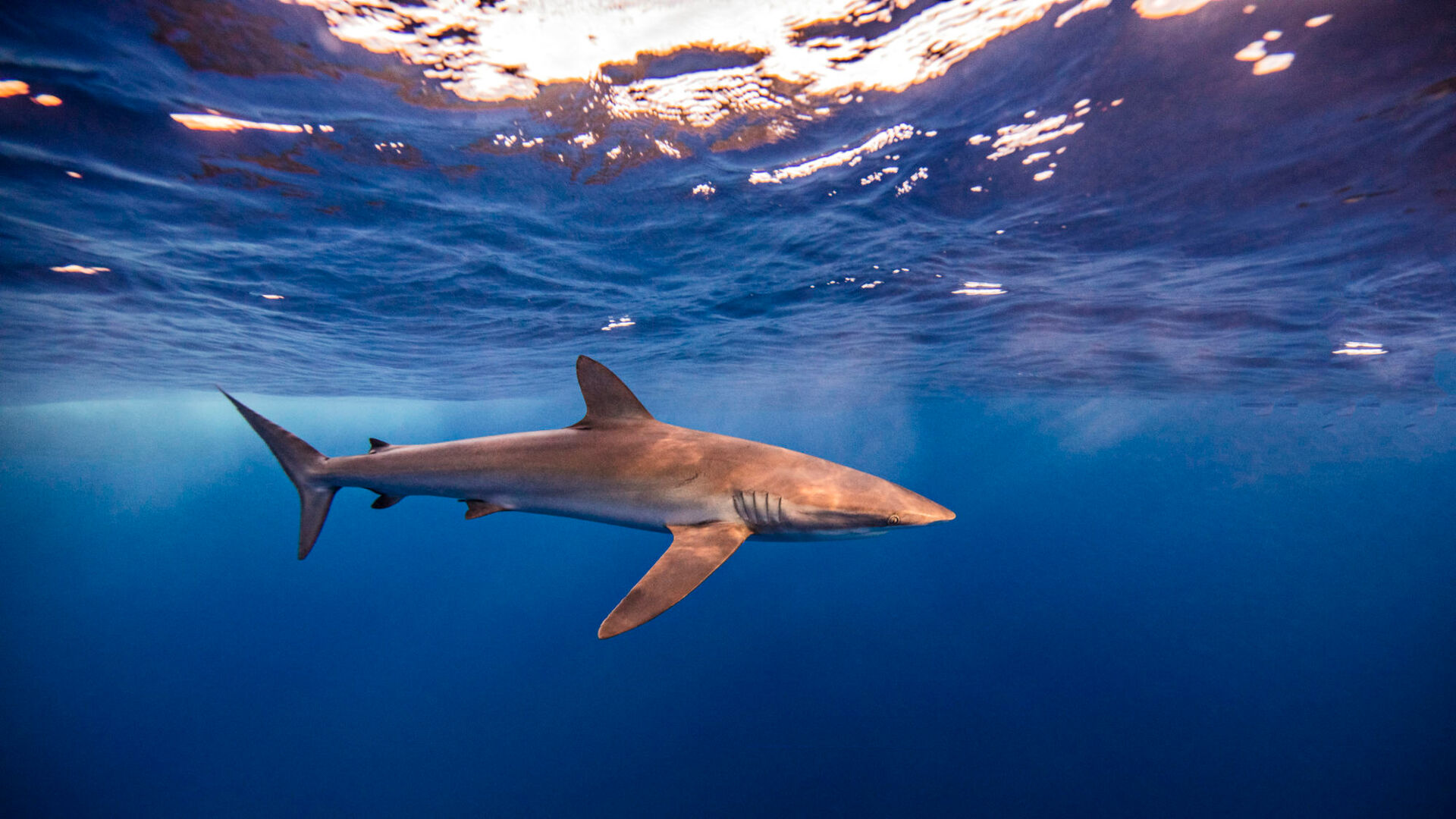 Silky Shark 590+ Silky Shark Stock Photos, Pictures & Royalty Free