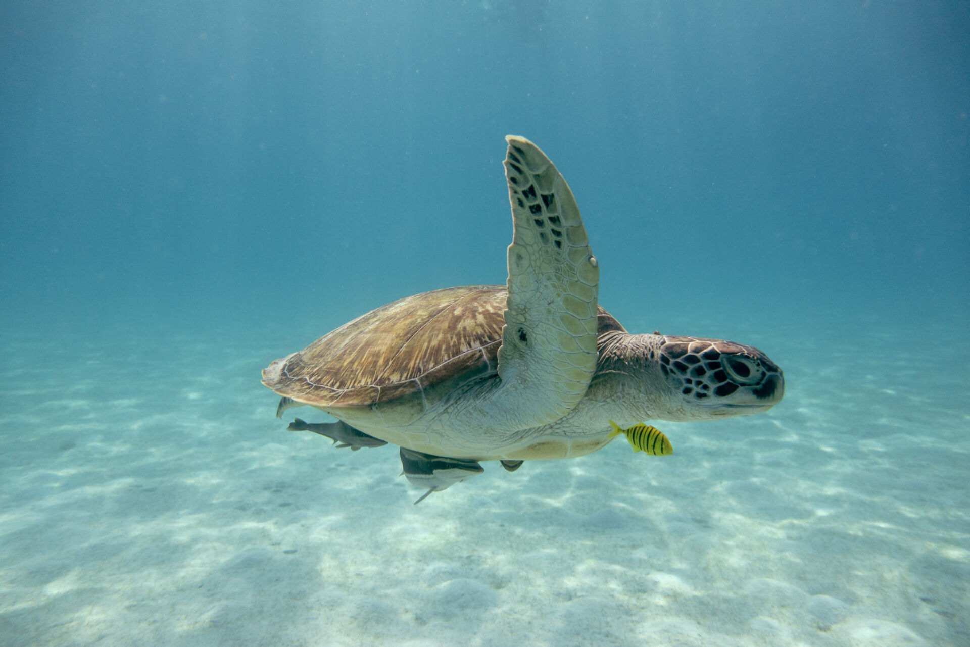 Olive Ridley Sea Turtle Pictures Travel Special: Take Baby Turtle