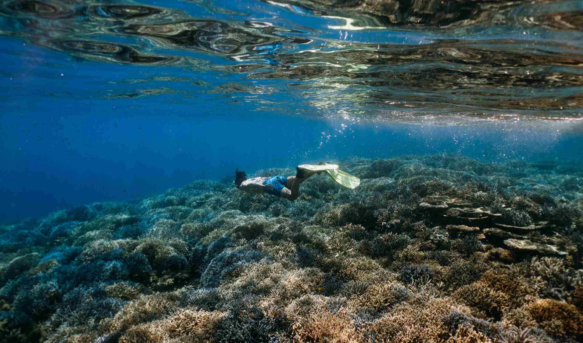 Top Ten Pacific Ocean Facts - Original Diving