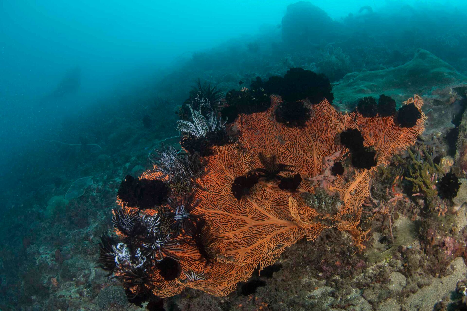 Our Favourite Facts About The Timor Sea