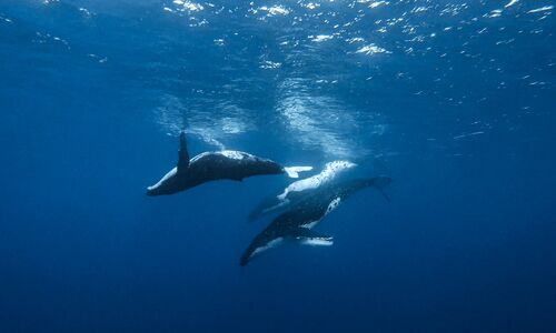 Best Scuba Diving in October | Original Diving