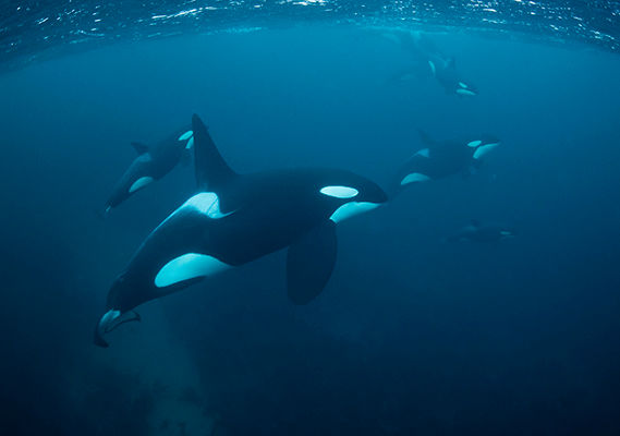 Swimming With Killer Whales In The Wild