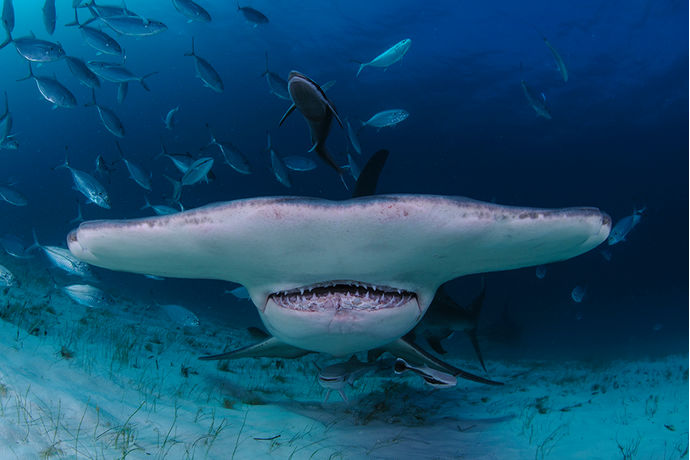 Diving with Hammerhead Sharks | Original Diving