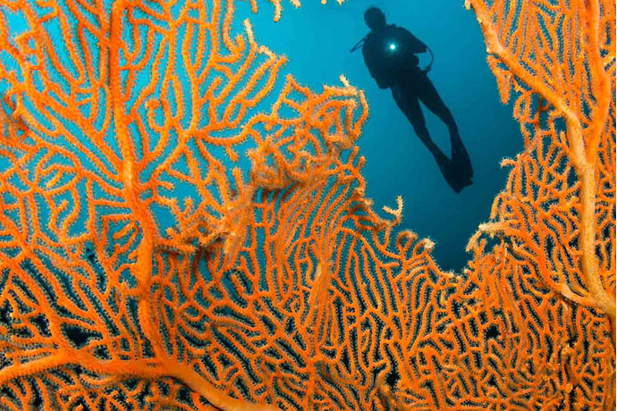 Coral | Original Diving