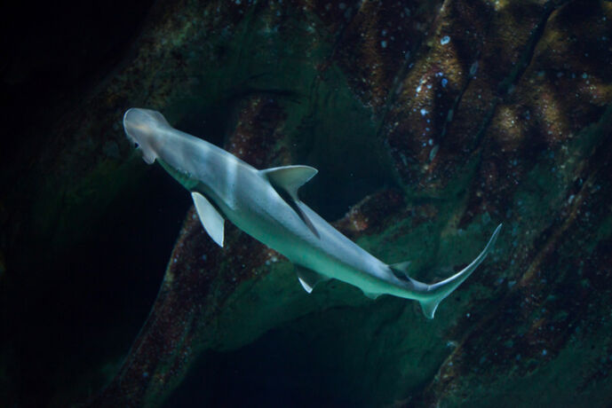 Diving with Hammerhead Sharks | Original Diving
